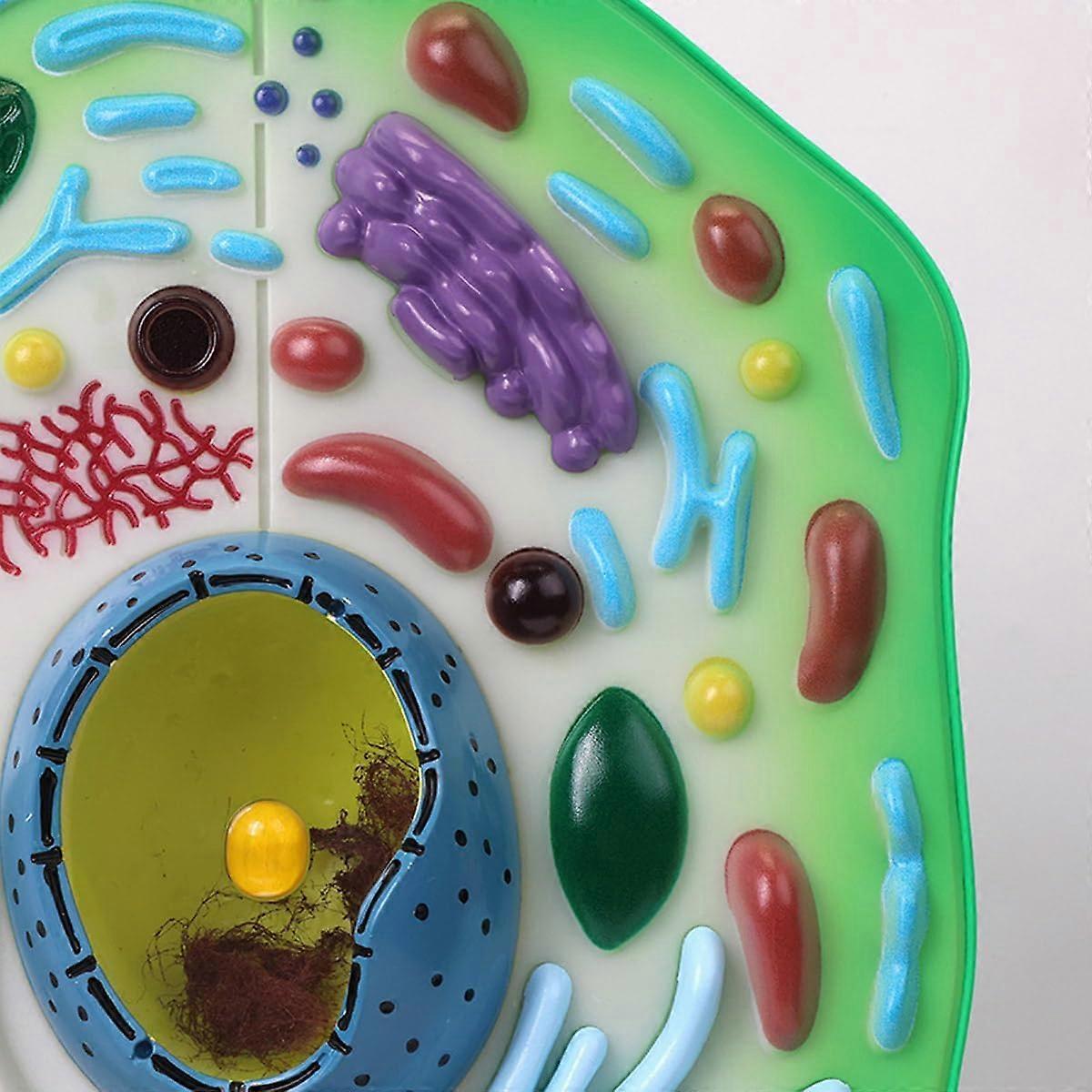 Plant Cell Model, Plant Cell Model, 3D Plant Biology Model, Anatomy ...
