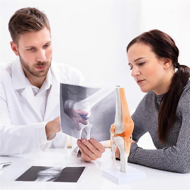 Anatomical Knee Joint with Ligaments Model, Human 1:1 Life Size, for ...