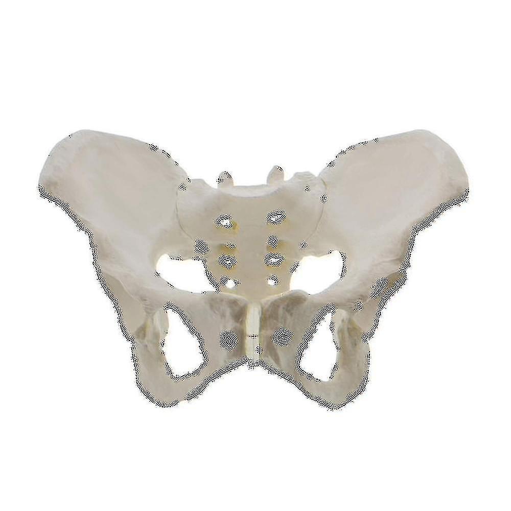 Life Size Female Pelvis Model, Hip Model - Female Anatomy Model, Hip ...
