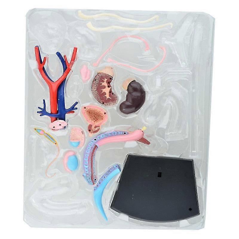 Female reproductive system 4d human body organ anatomical model female ...