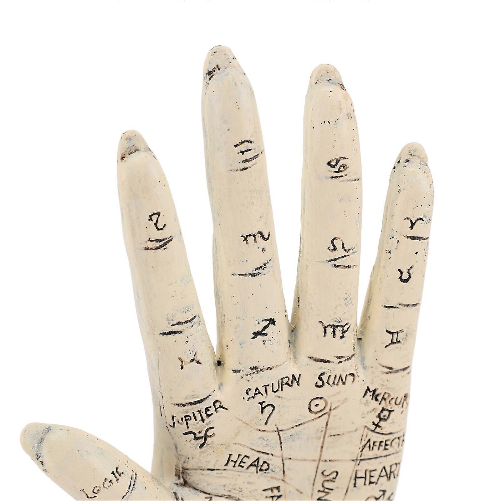 Palmistry Hand Model Palm Line and Symbol Telling Reading Statue Resin ...