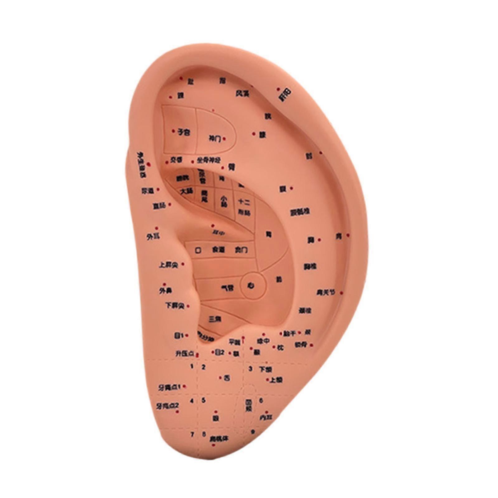 Ear Acupuncture Model Reflexology Acupoint Learning Display ...