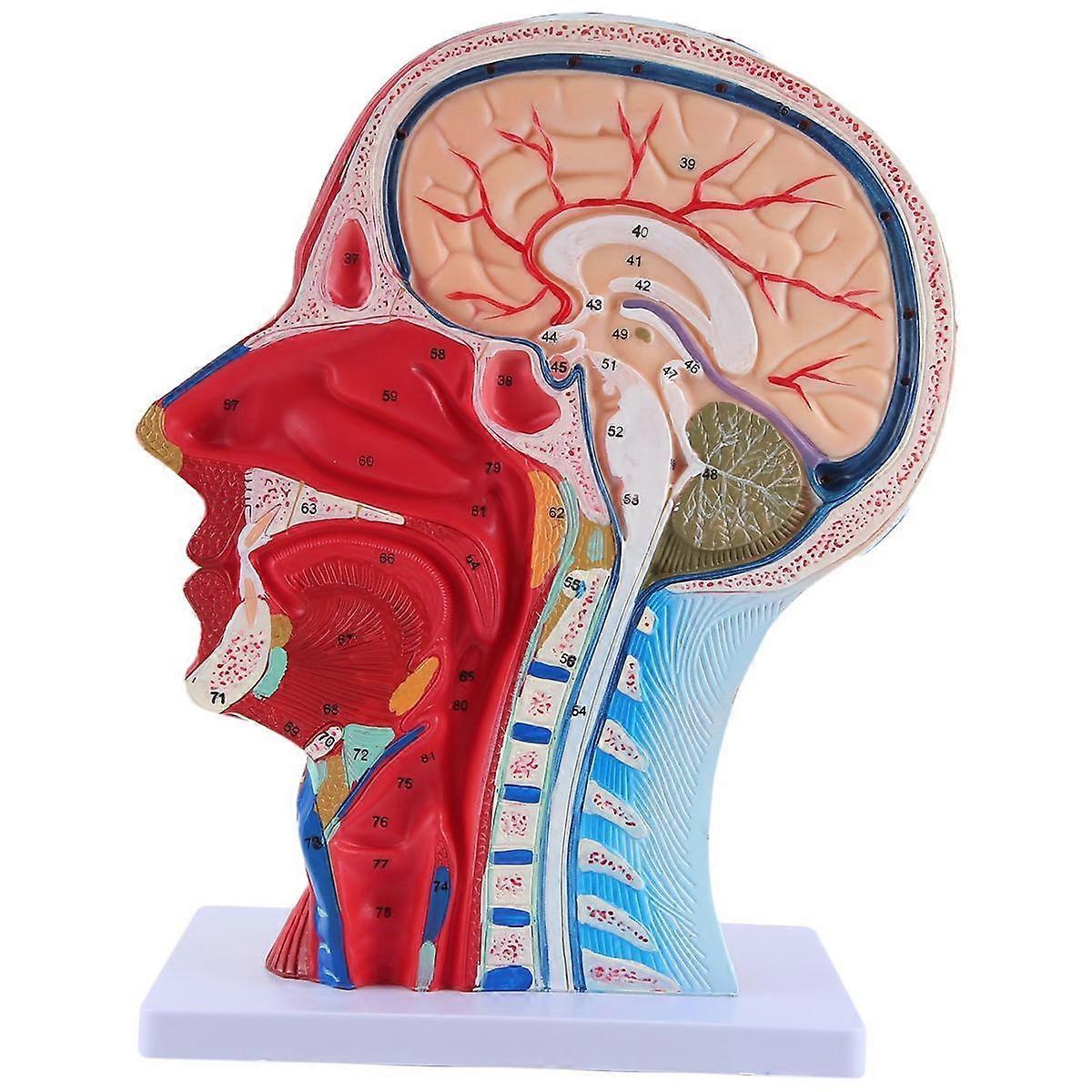 Midsagittal Plane Teaching Model Parotid Gland Cervical Spine and Neck ...