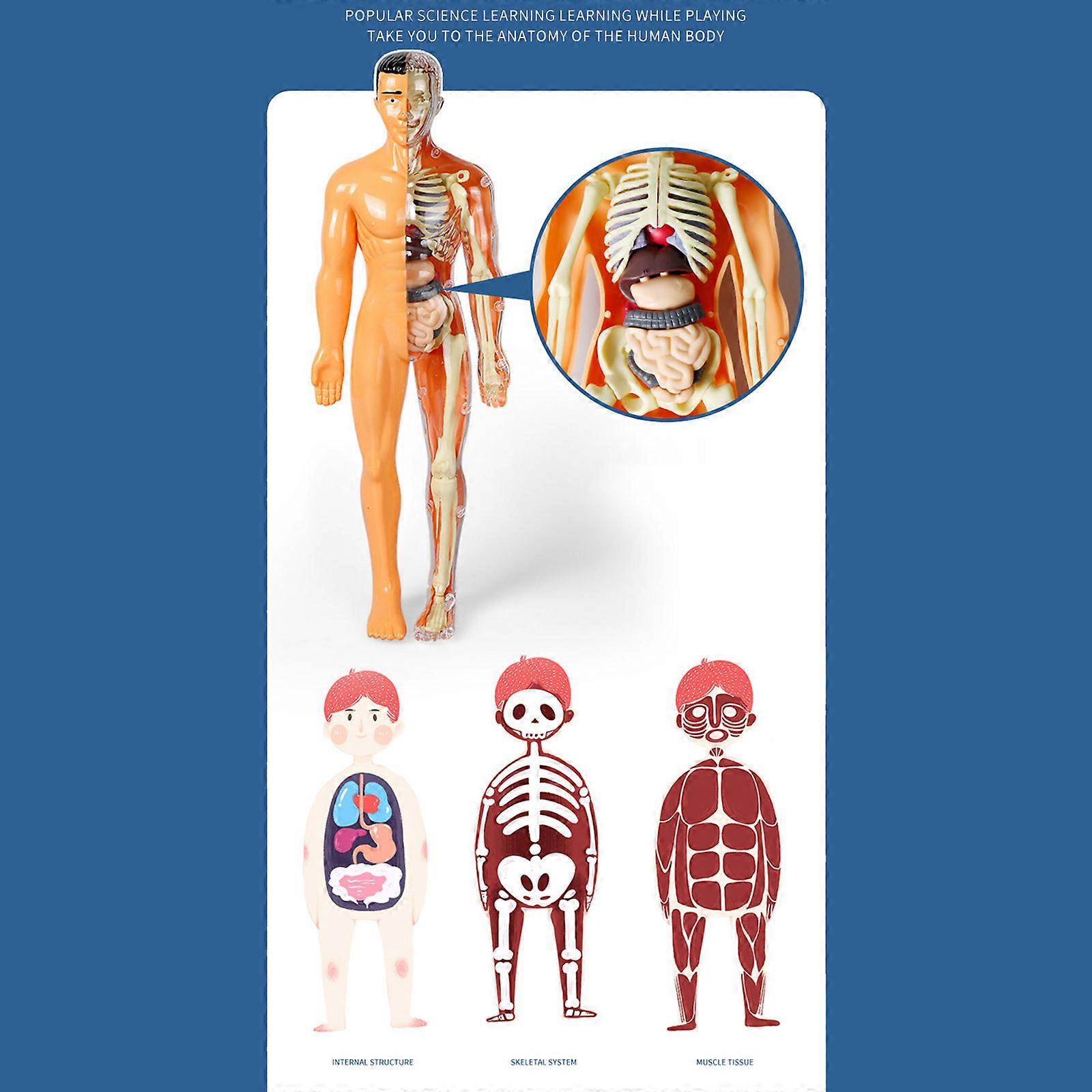 Human Body Anatomy Model Detachable Torso Organs Skeleton Education ...