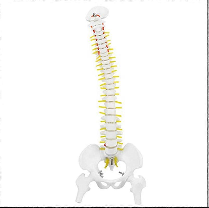 Biological Model 45Cm Anatomical Flexible Human Spine Vertebral Lumbar ...