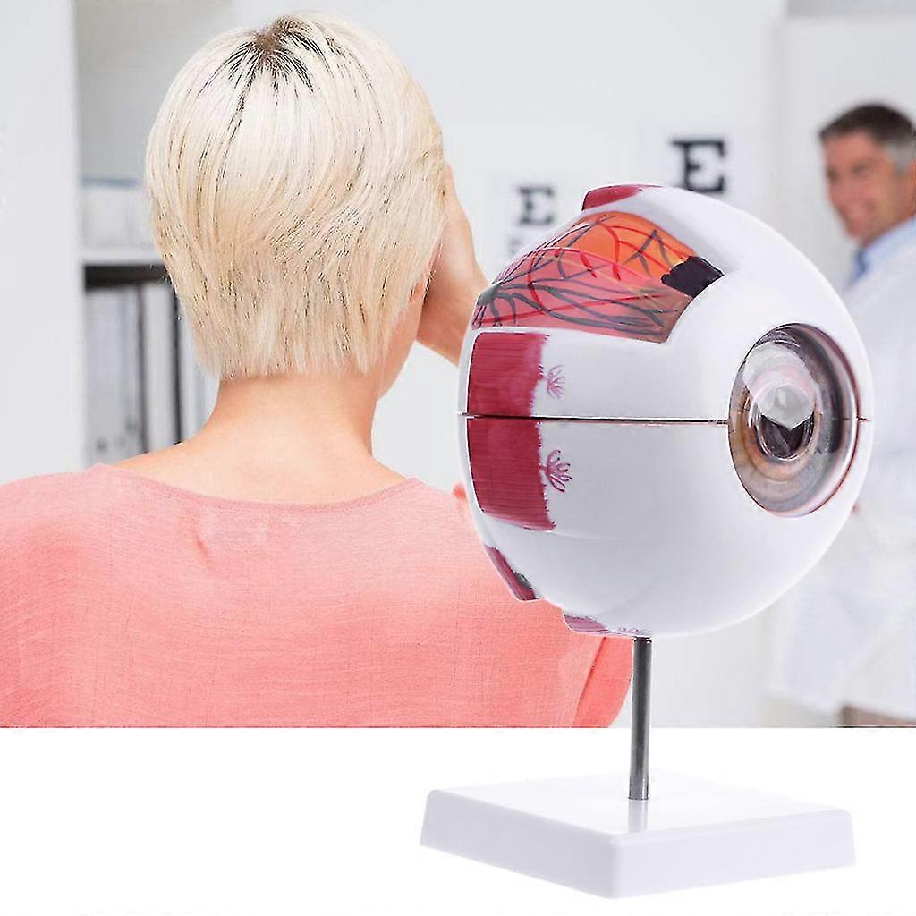 Human Anatomical Natural Eyeball Model Medical Learning Aid Teaching ...