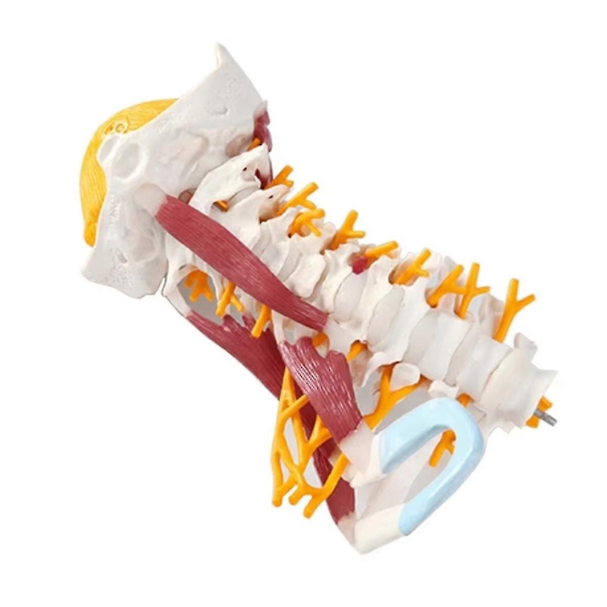 11 Life Size Cervical Vertebrae Vertebral Body Cervical Spine Model 1864