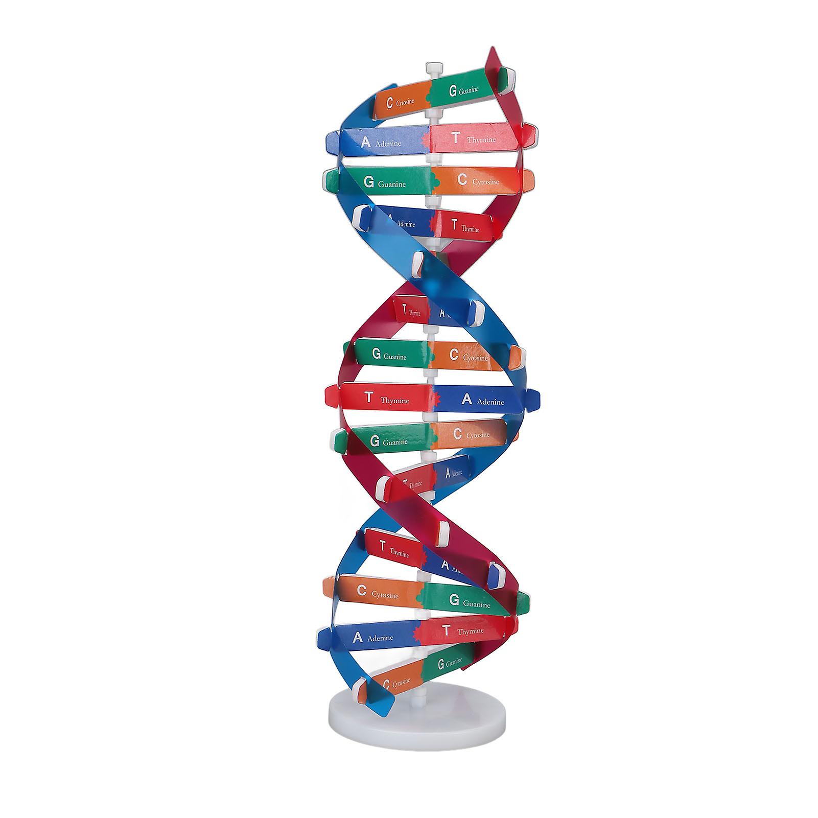 Human DNA Model Colorful Double Spiral Assemble Model Science ...