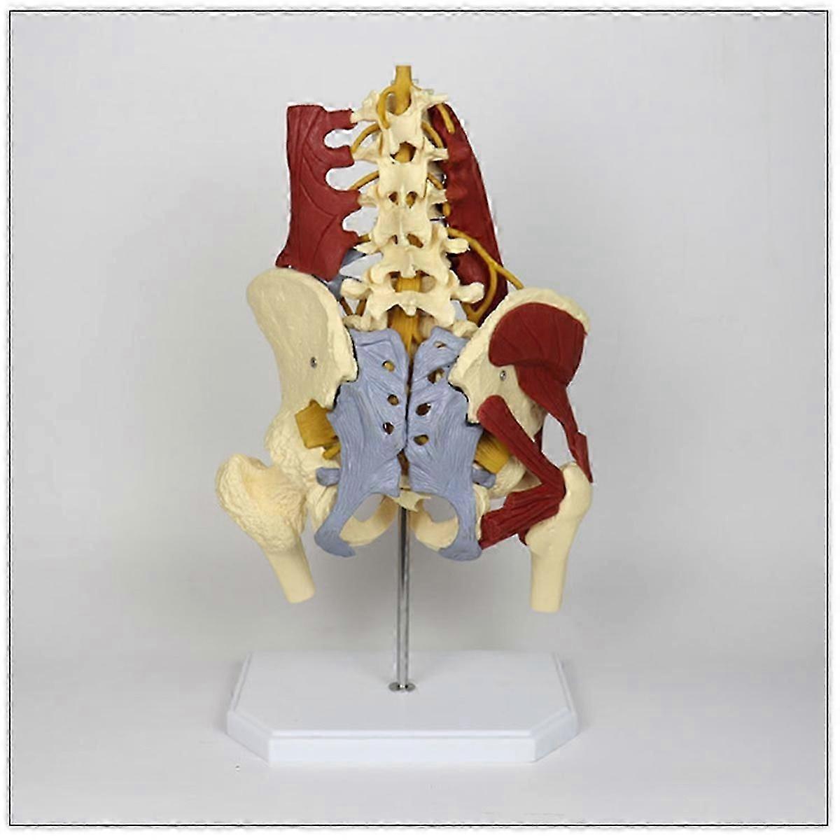 Lumbar Spine Bone Model, Pelvis Model, Pelvic Floor Muscle Anatomy ...