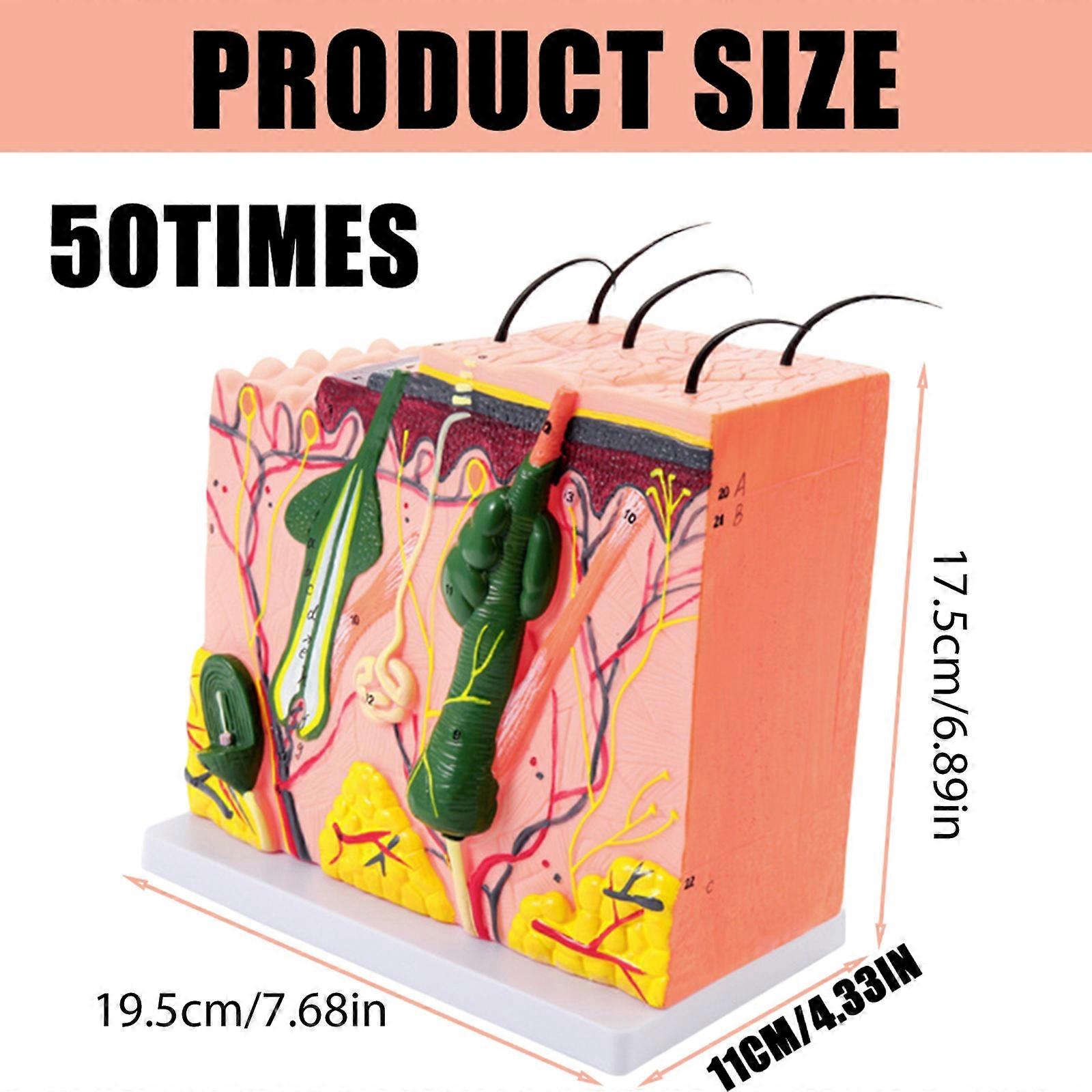 Skin Model 35/50/70/85X Skin Anatomical Model Human Skin Structure ...