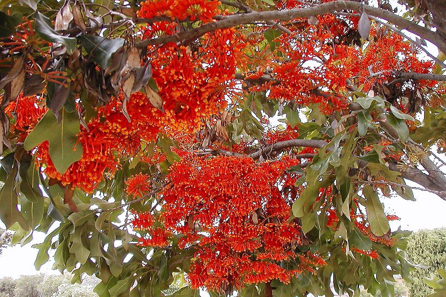 Saflax - 20 seeds - Firewheel Tree - Roue de feu australienne - Albero ...