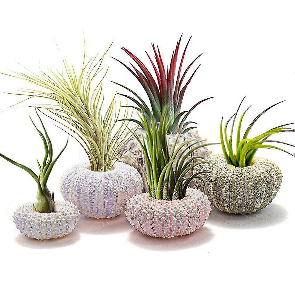 Conch Planters Outdoor Indoor Small Plant Pots 5 Pack Natural Conch ...