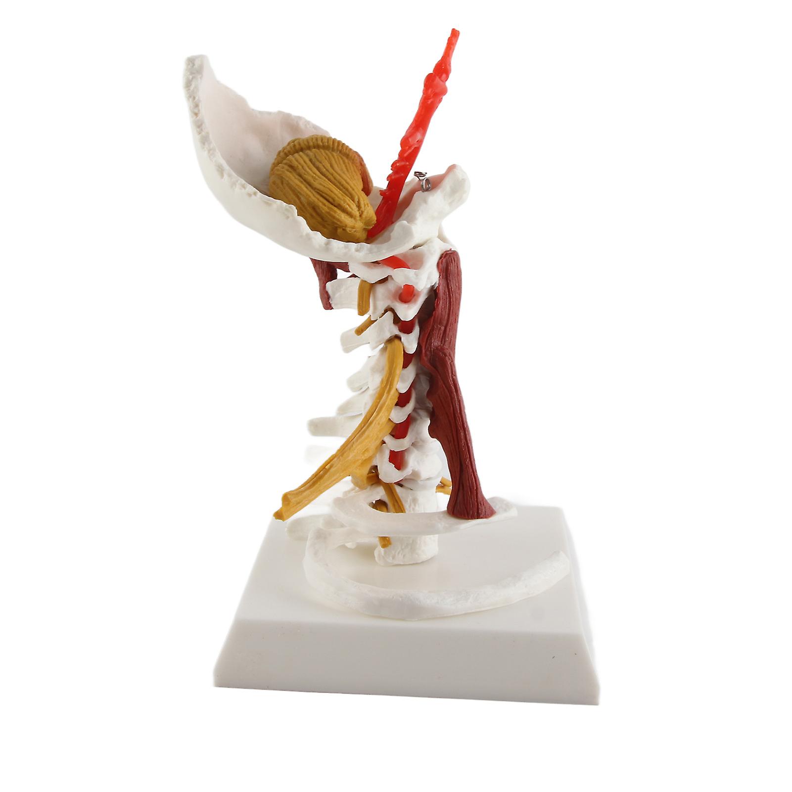Cervical Spine Model Removable Human Spinal Nerves Model for Doctor ...