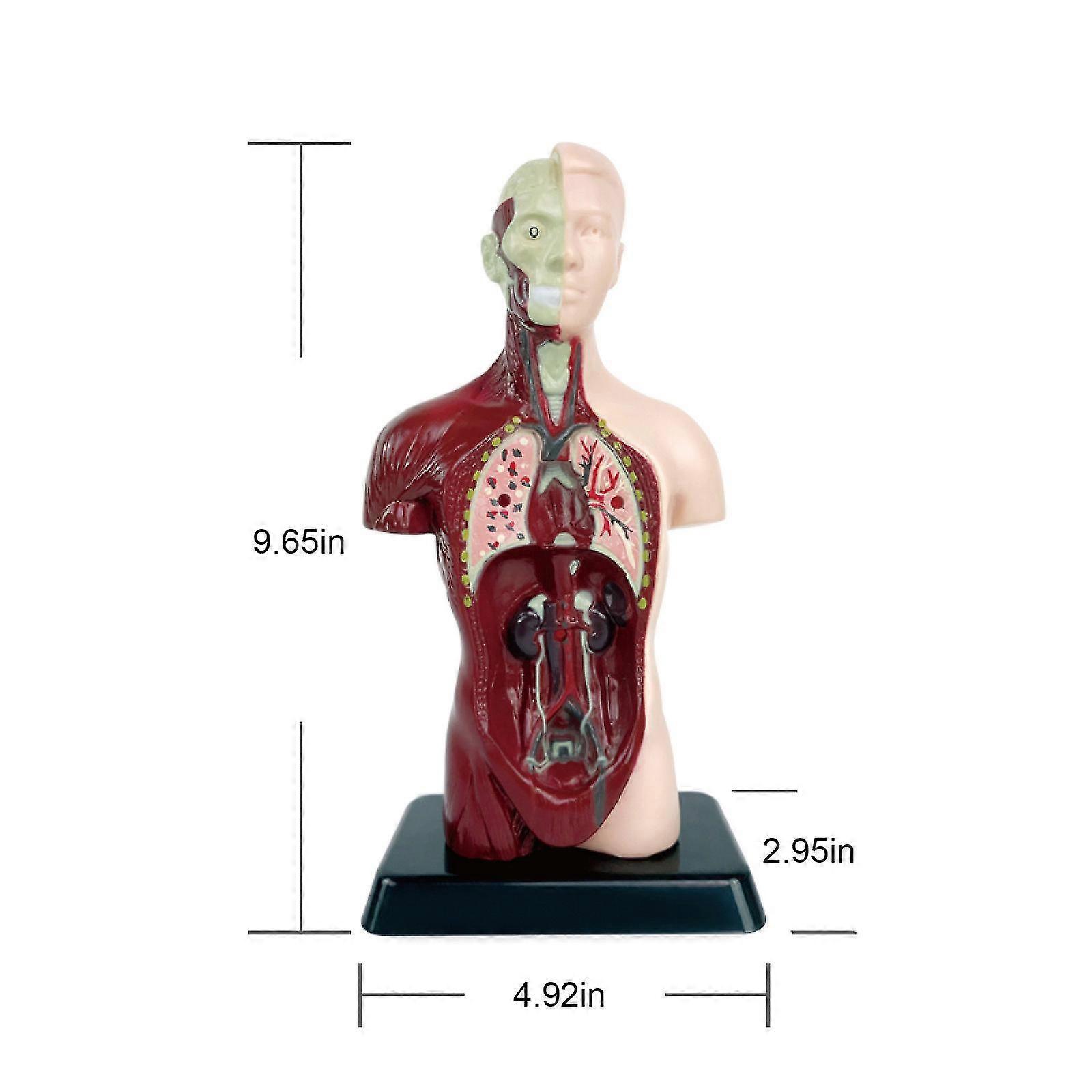 New Human Torso Body Model Anatomy Anatomical Internal Organs For ...