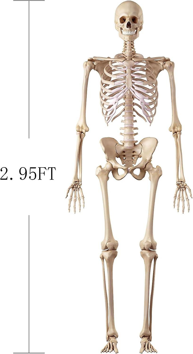 Halloween Skeleton Decorations, 2.95ft Posable Plastic Skeletonfull ...