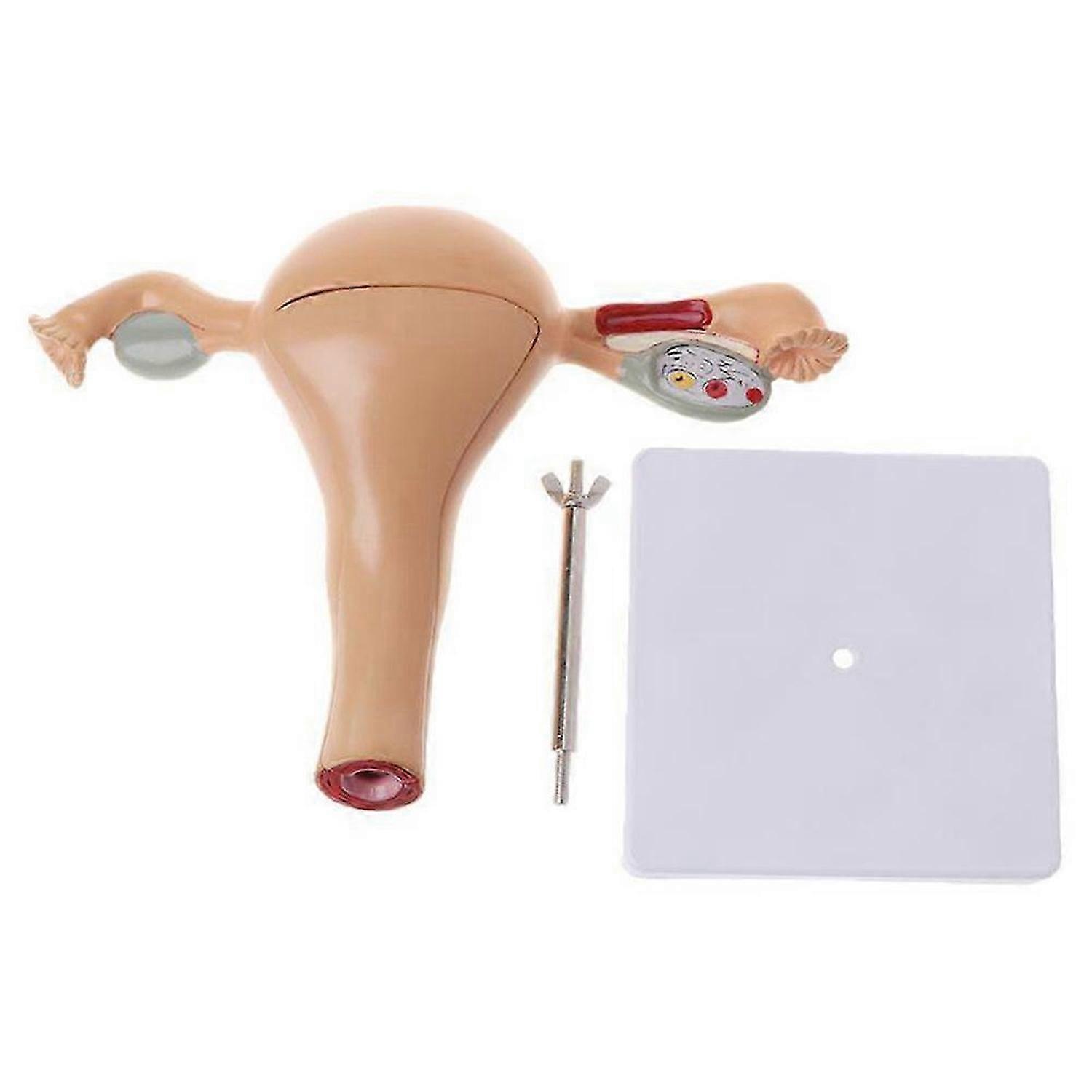Anatomic Model of Female Reproductive Organ Uterus Female Womb Model ...