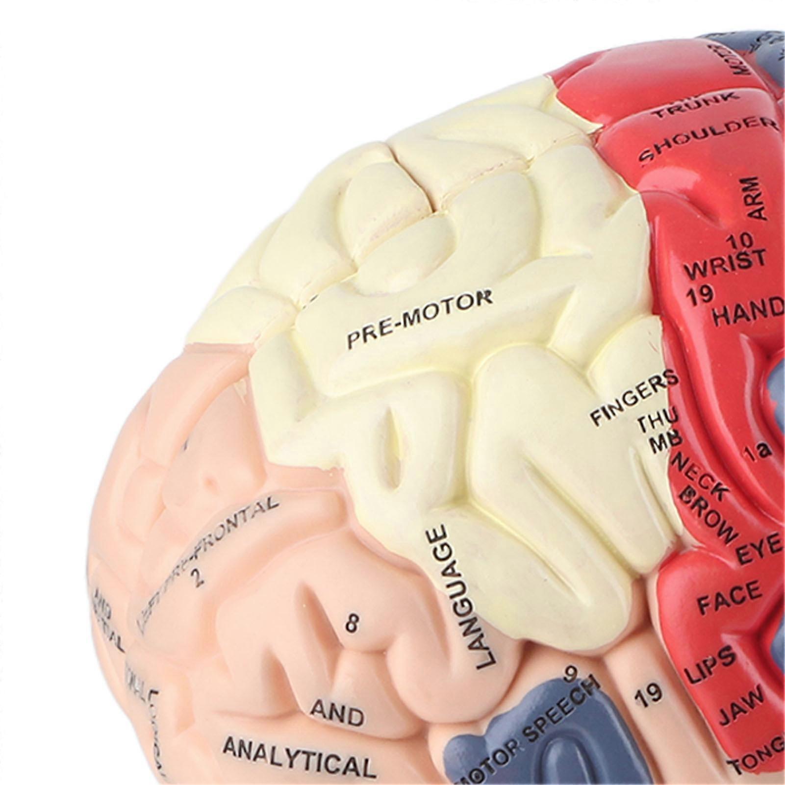 1:2 Medical Anatomical Human Brain Model Cerebral Cortex Nerve 4 Parts ...