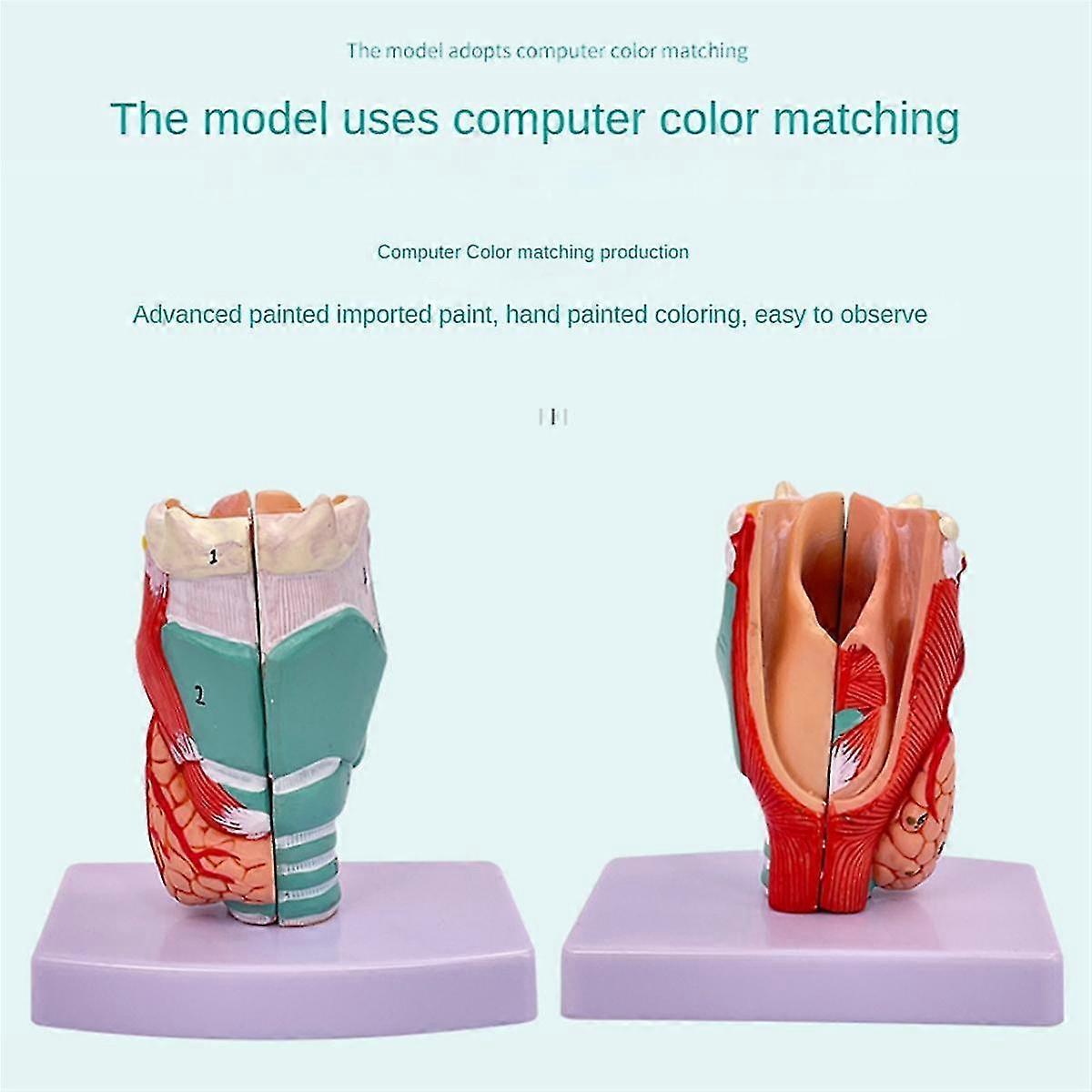 Human Throat Model, Anatomically Accurate Throat Model, Anatomy ...