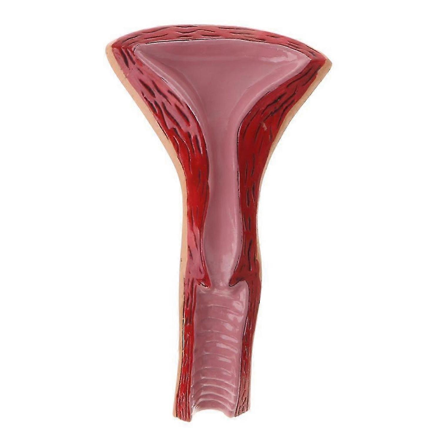 Anatomic Model of Female Reproductive Organ Uterus Female Womb Model ...