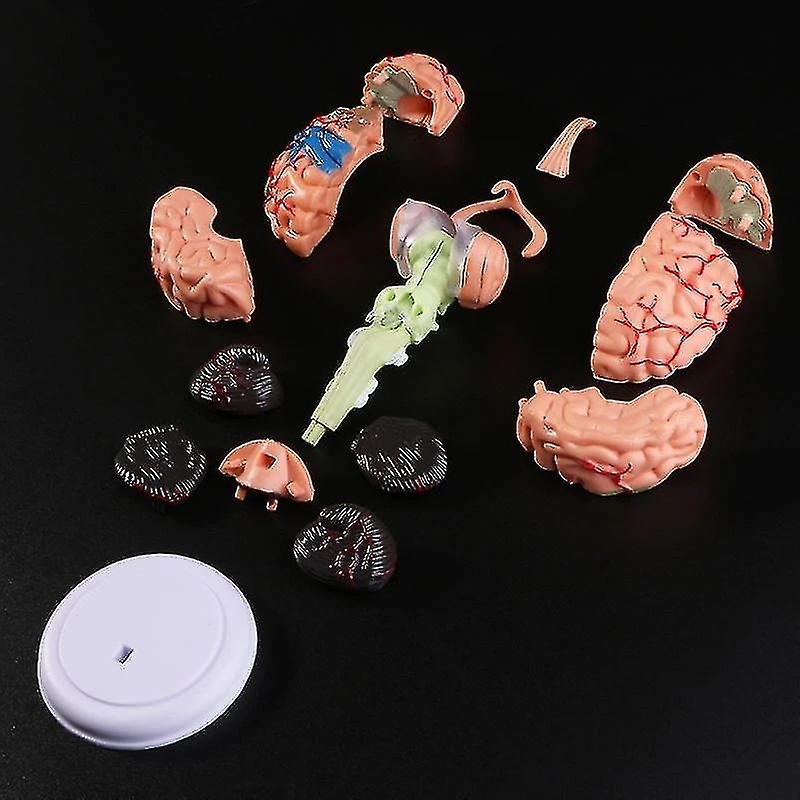 4d Disassembled Anatomical Human Brain Model Anatomy Medical Teaching ...