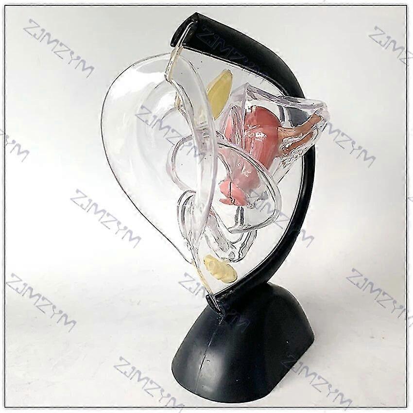 Female Reproductive System Model Transparent Uterus Model Female ...