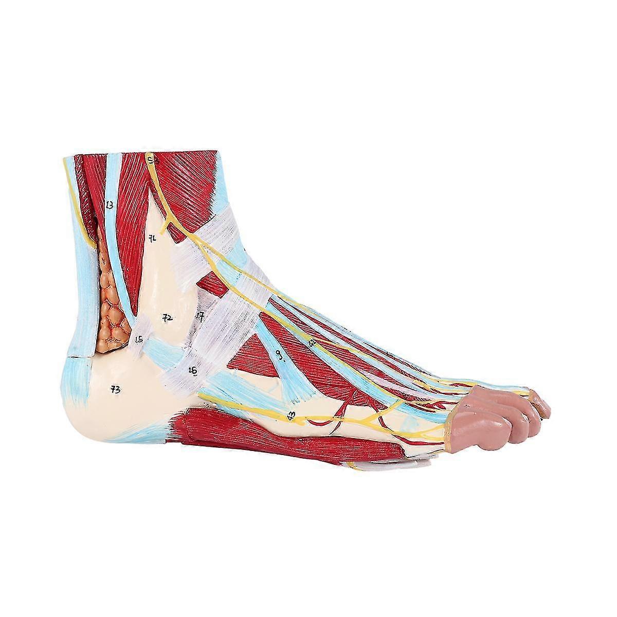 Foot Anatomy Model 9 Parts, Foot Joints, Including Bone, Muscles ...