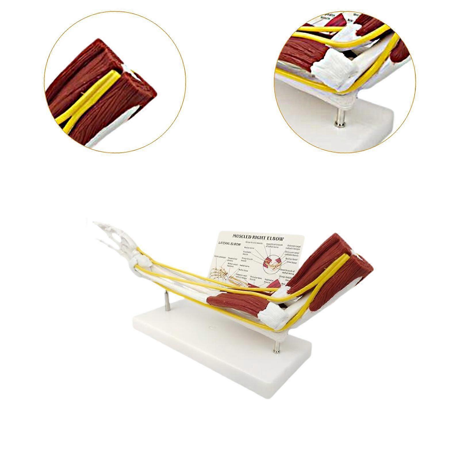 Human Joint Model Teaching Tool Life Size with Ligaments and Muscles ...