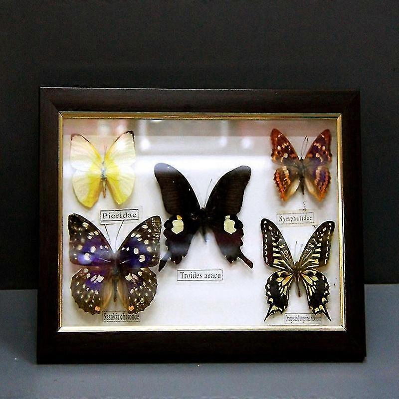 1 Set Of 5pcs Real Specimen Butterfly Specimen Photo Frame Craft Gift ...