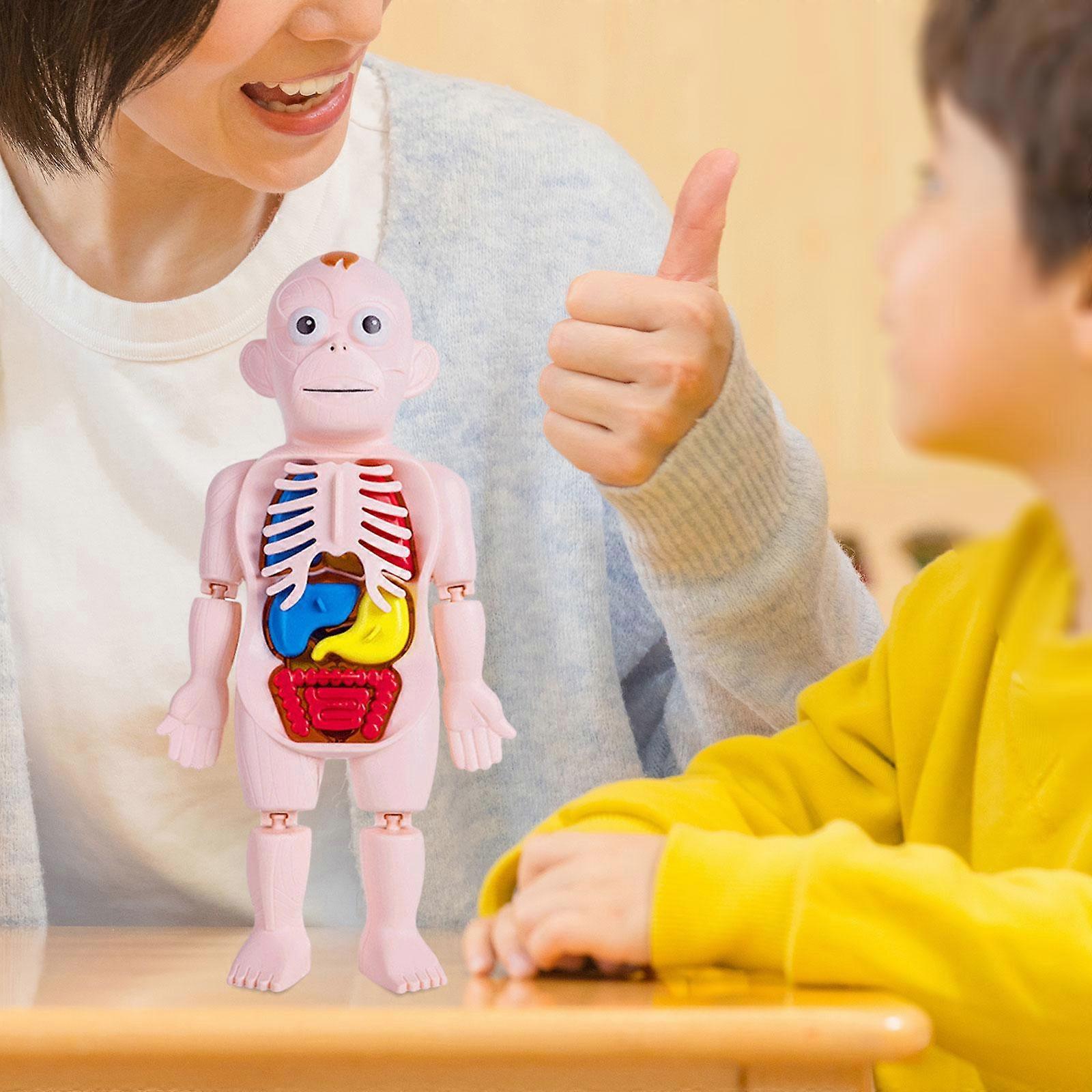 Human Body Puzzle Teaching Tool DIY Toy Early Learning Toy Body Parts ...