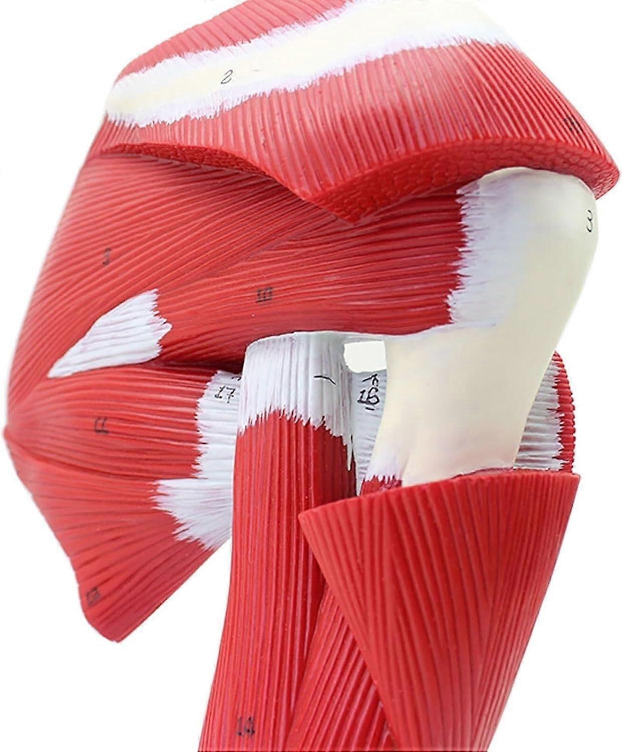 Shoulder Joint Muscle Anatomy Model for Upper Limbs, Detailed Deep ...