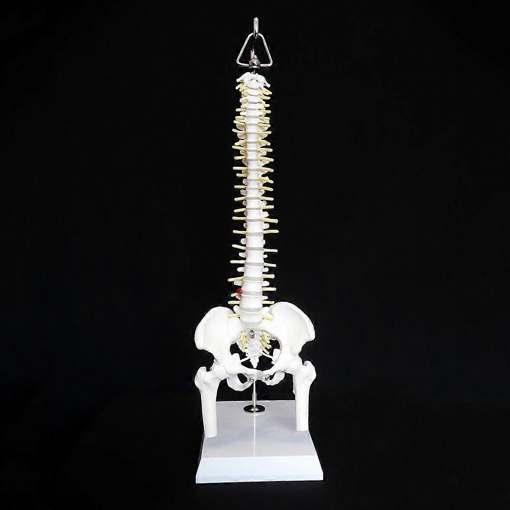 45cm Flexible 1:1 Adult Lumbar Bend Spine Model Human Skeleton School ...