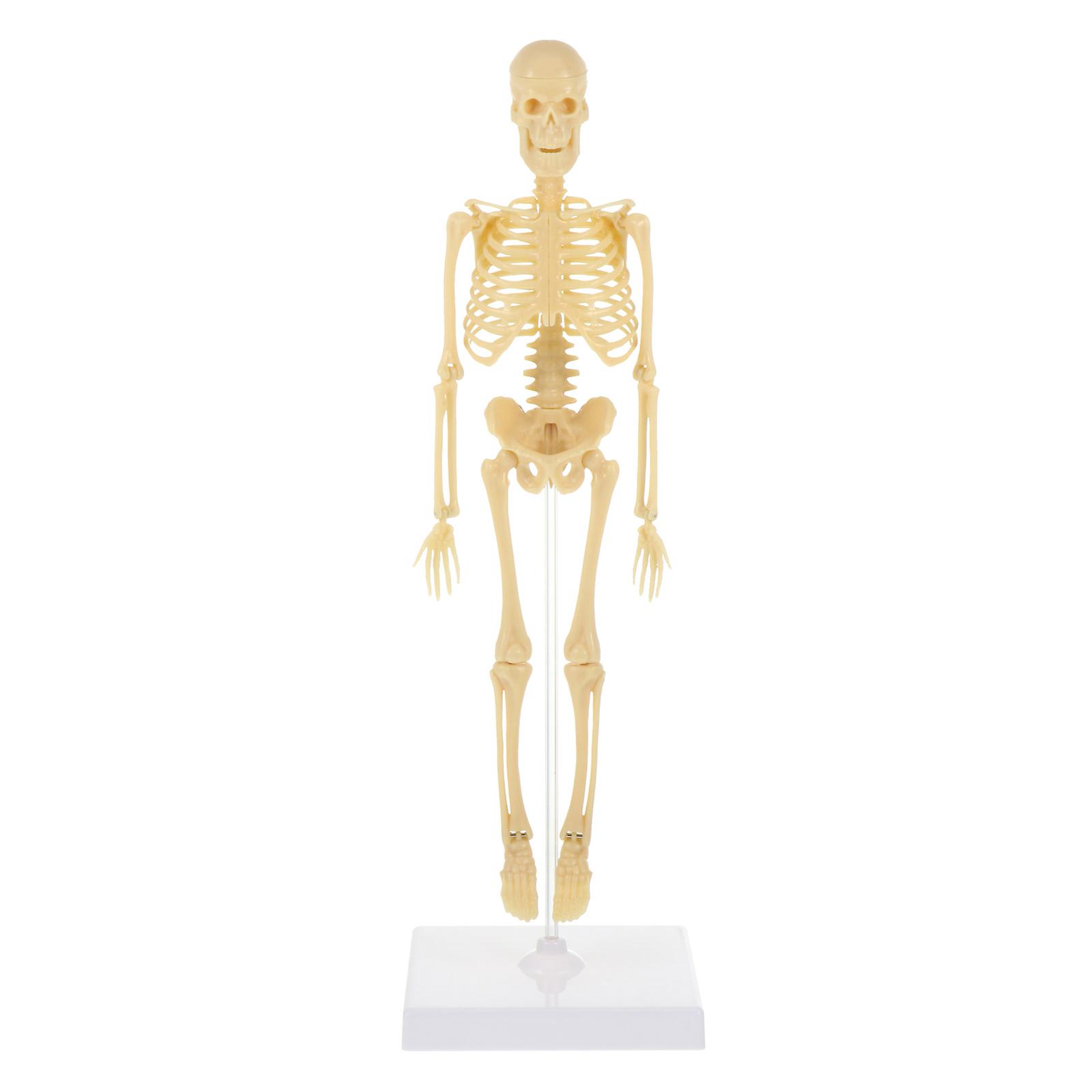 Human Skeleton Model Simulation Mannequin DIY Assembly Manikin Model ...