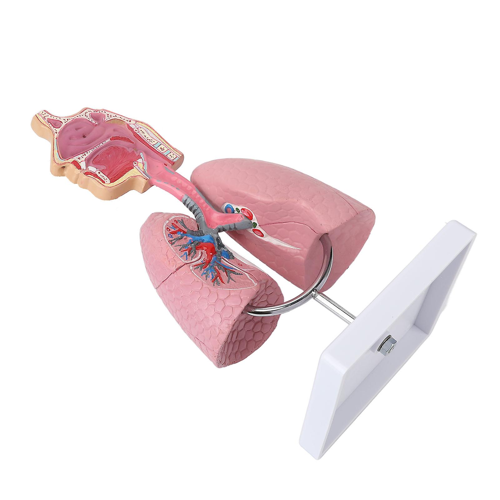 Respiratory System Model with Removable Heart Human Lung Anatomical ...