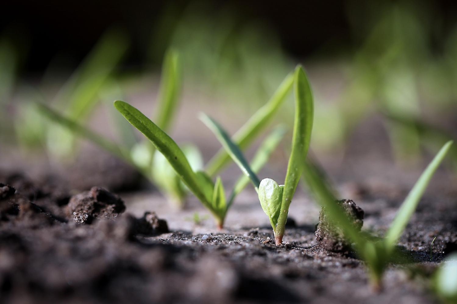 Saflax - Gift Set - 300 seeds - Organic - Spinach - Matador - BIO ...