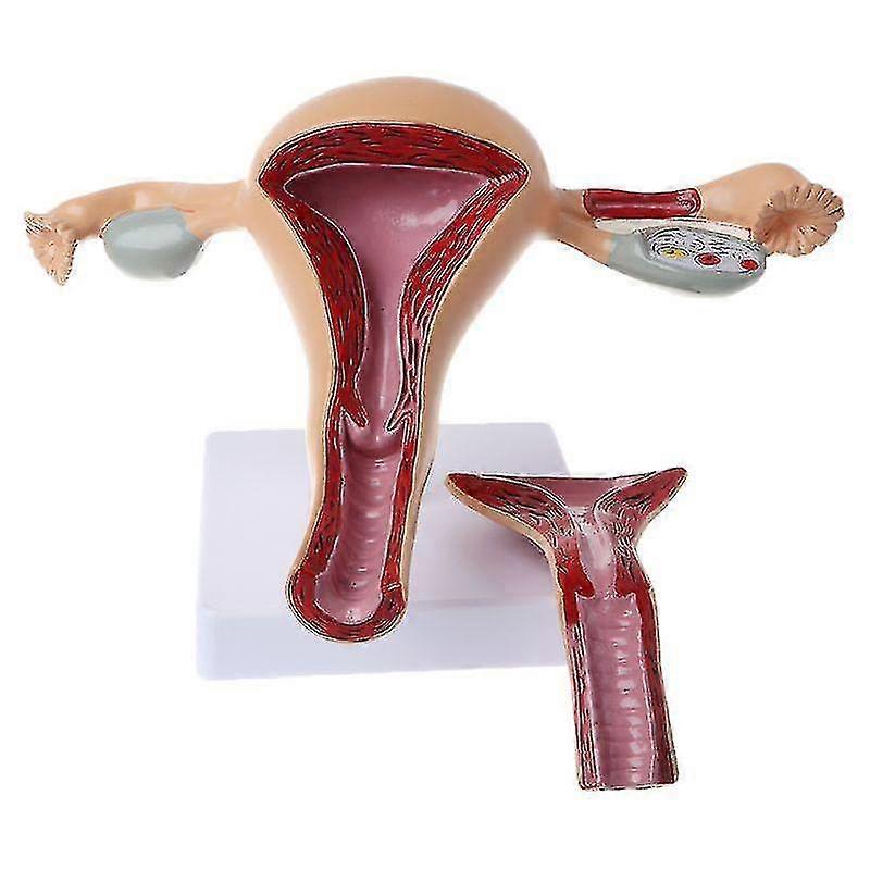 Anatomic Model Of Female Reproductive Organ Uterus Vagina, Female Womb ...