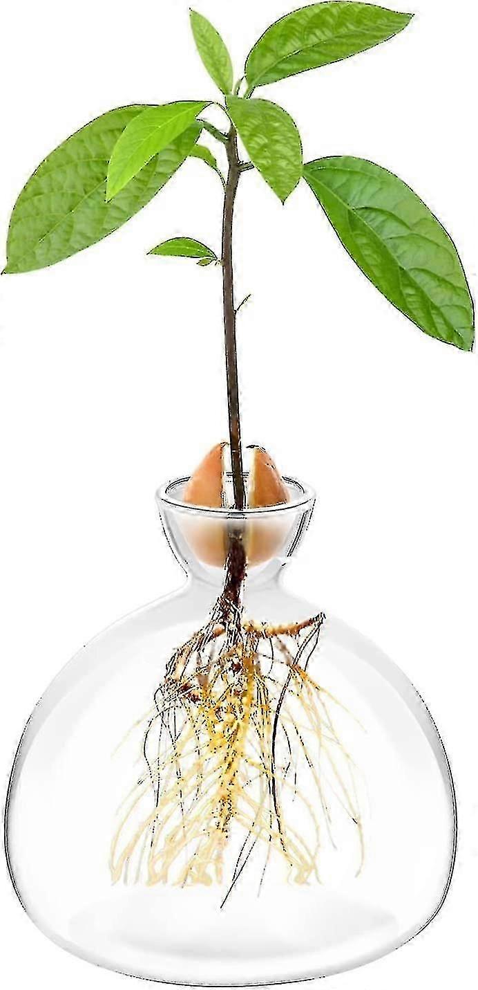 Avocado Seed Starter Planter Vase Pot Avocado Tree Growing Kit Glass ...