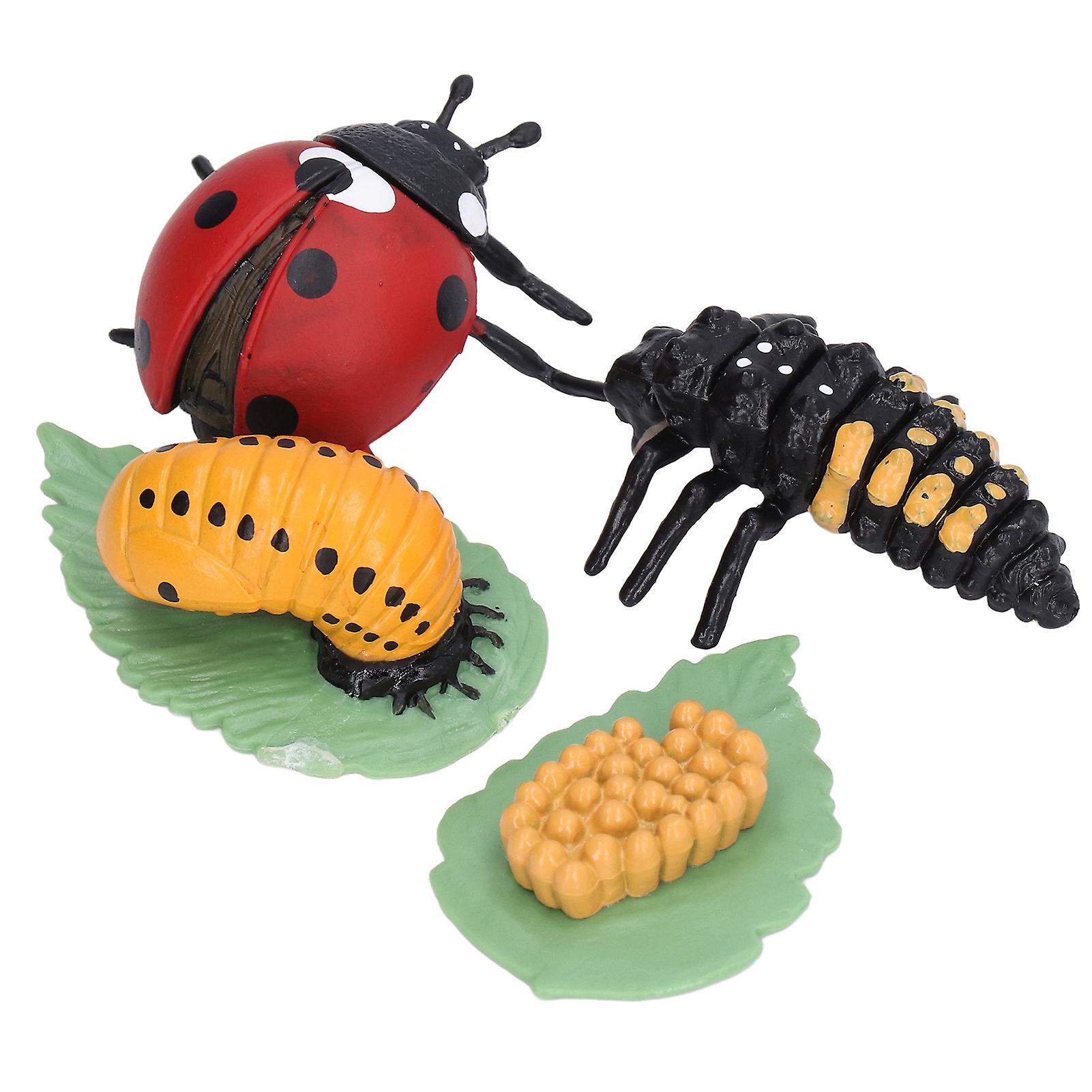 Life Cycle Figurines Lifelike Vinyl Ladybug Life Cycle Model Set For ...