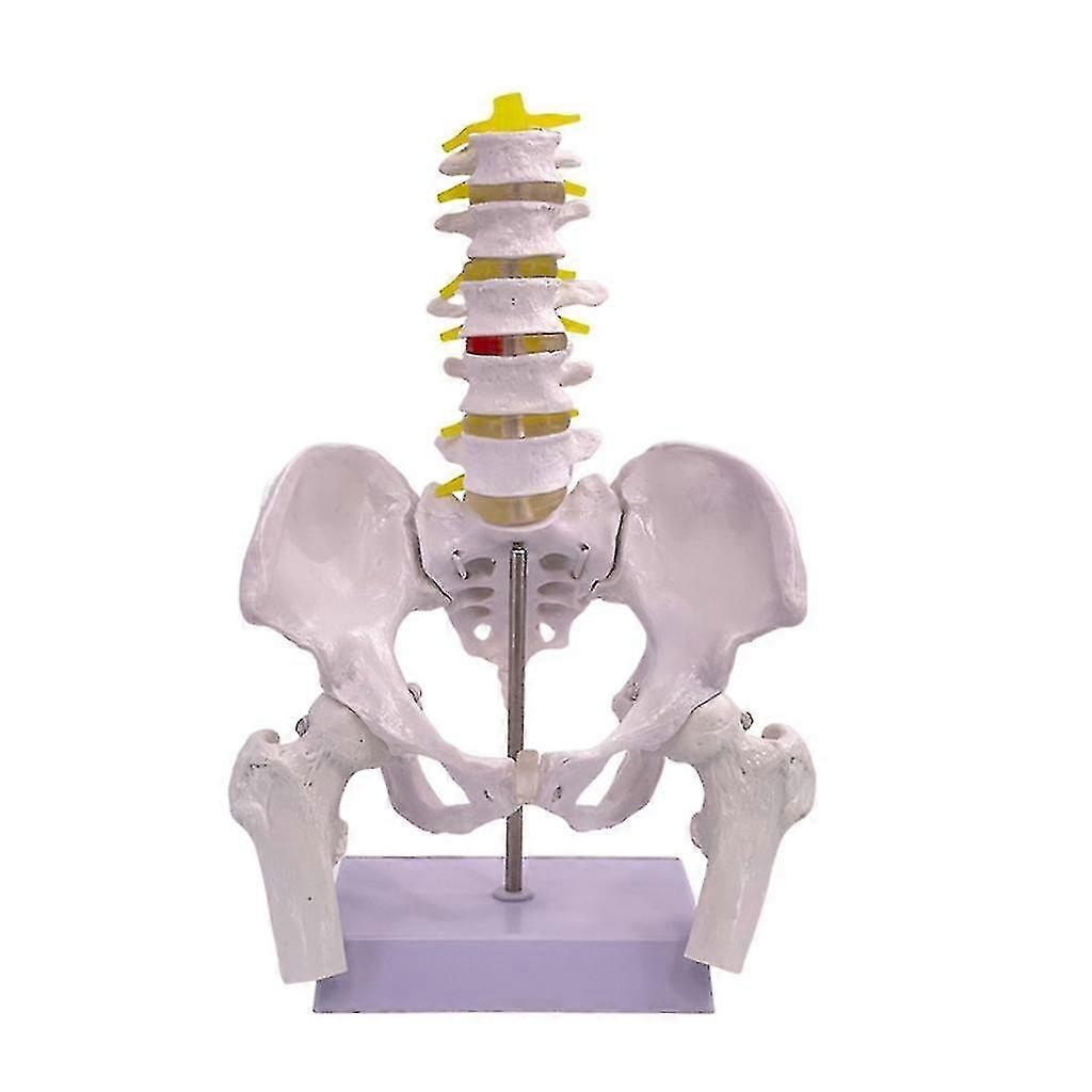 Female Movable Pelvis Model Midwifery Teaching Model For Obstetrics ...
