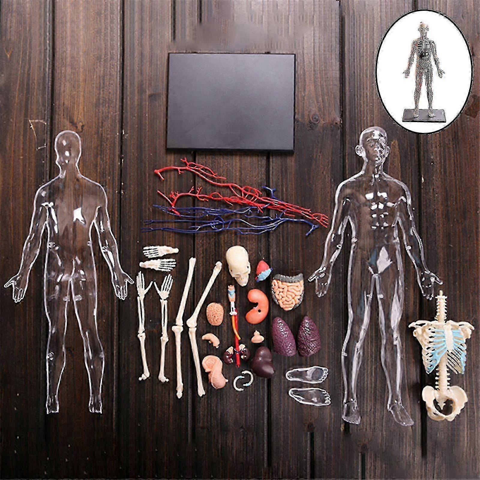 Interactive Fully Anatomy For Kids Anatomy Kit Removable Muscles ...