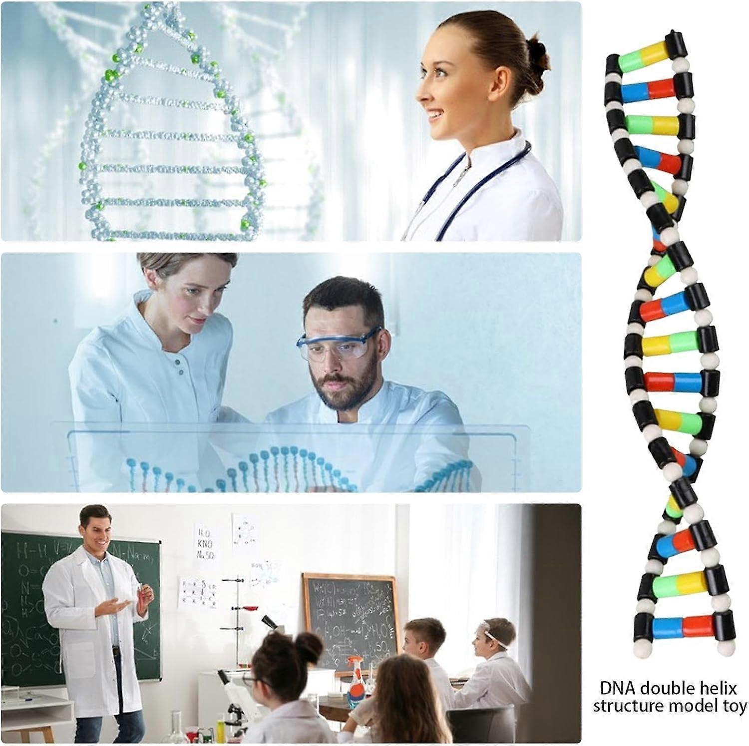 DNA Model Kit - Double Helix Structure Assembly DNA Model - Educational ...