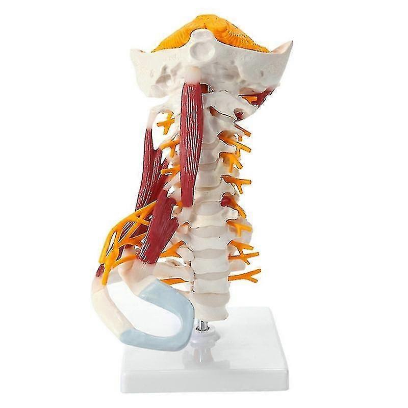 1:1 Life size cervical vertebrae vertebral body cervical spine nerve ...