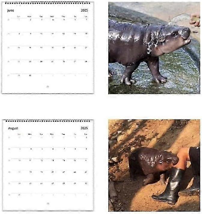 2025 Moo Deng Calendar, 2025 Moo Deng Pygmy Hippo Hangable Monthly Wall ...