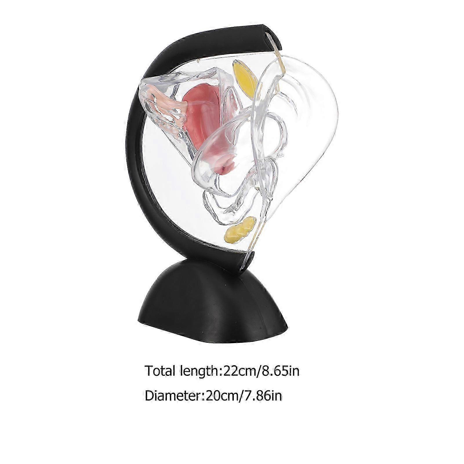 Structure of Uterus Model Medical Uterus Model Human Organ Model Human ...