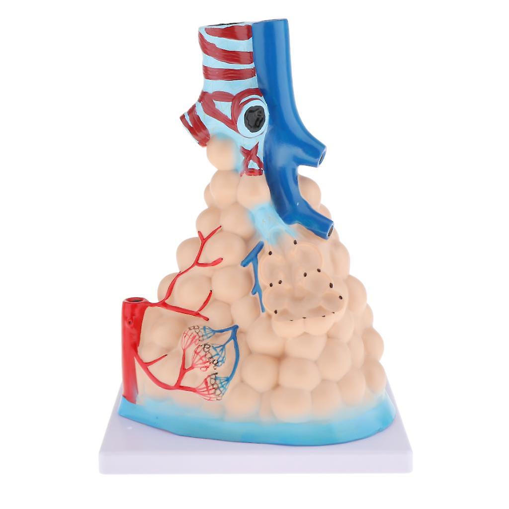 Handmade Lung Alveolar Anatomical Model PVC Anatomy Teaching Tool ...