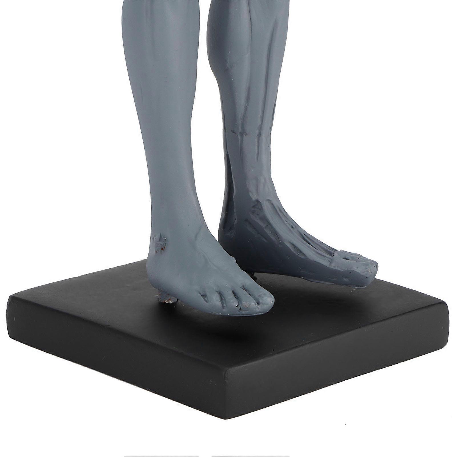 Resin Skeleton Human Body Muscle Model for Anatomy Sketch Drawing ...