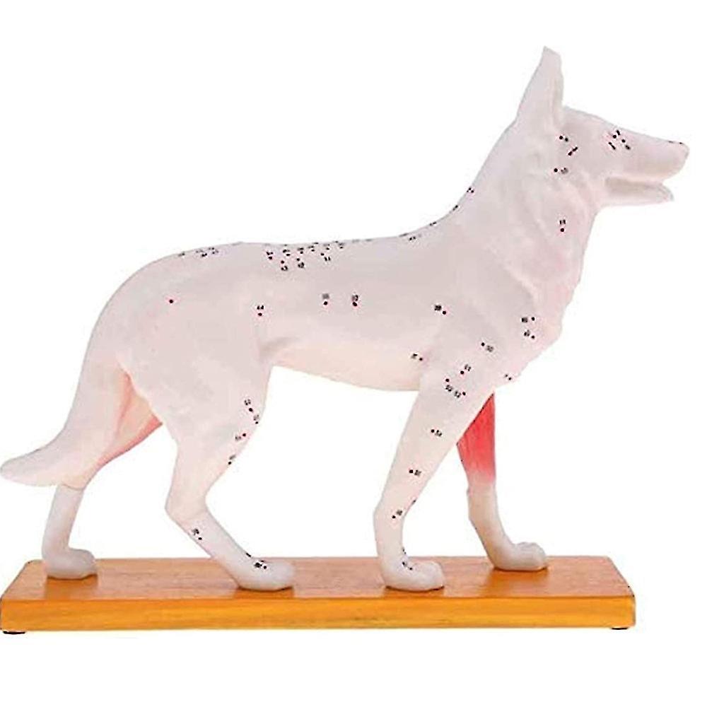 Anatomical Dog Model Acupuncture Anatomy Acupuncture Point Model Of The ...
