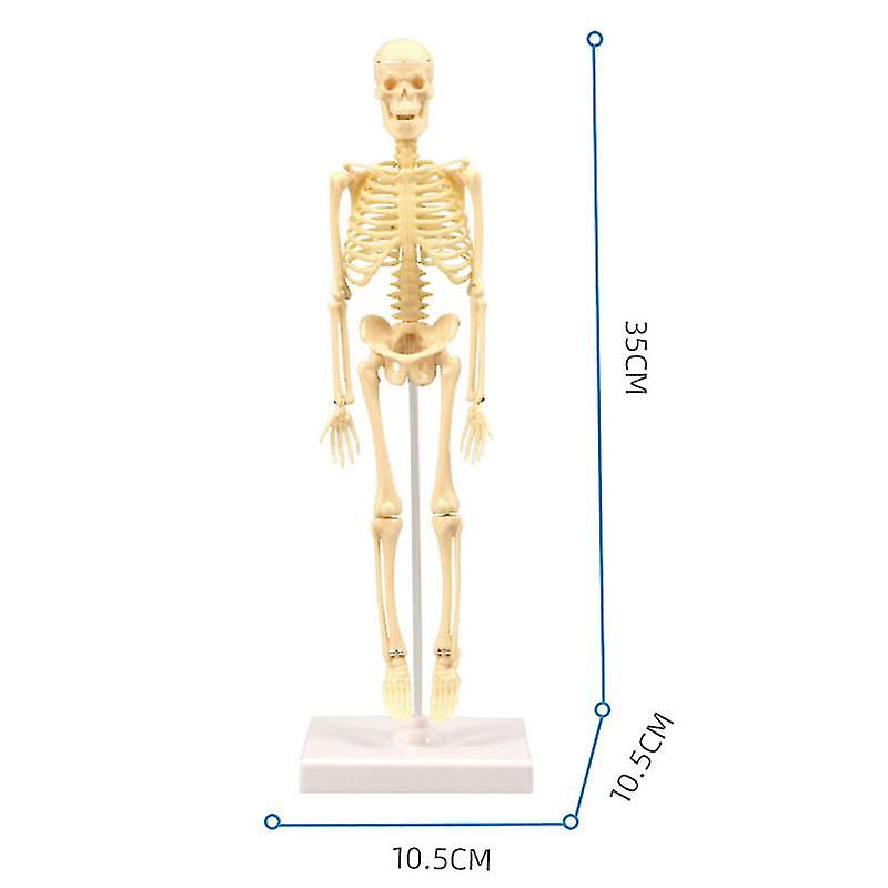 3d Human Body Torso Model Assembly Diy Outils d’enseignement des ...