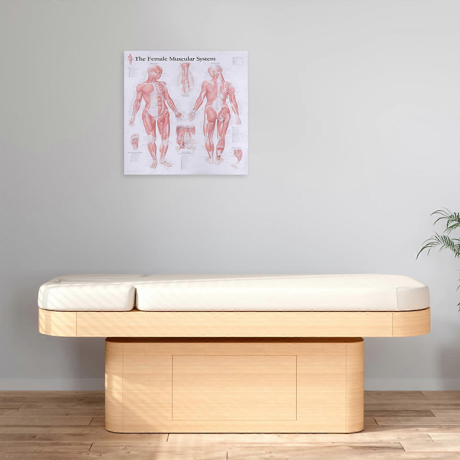 Anatomical Poster Muscular Anatomical Chart Human Dissection Poster ...