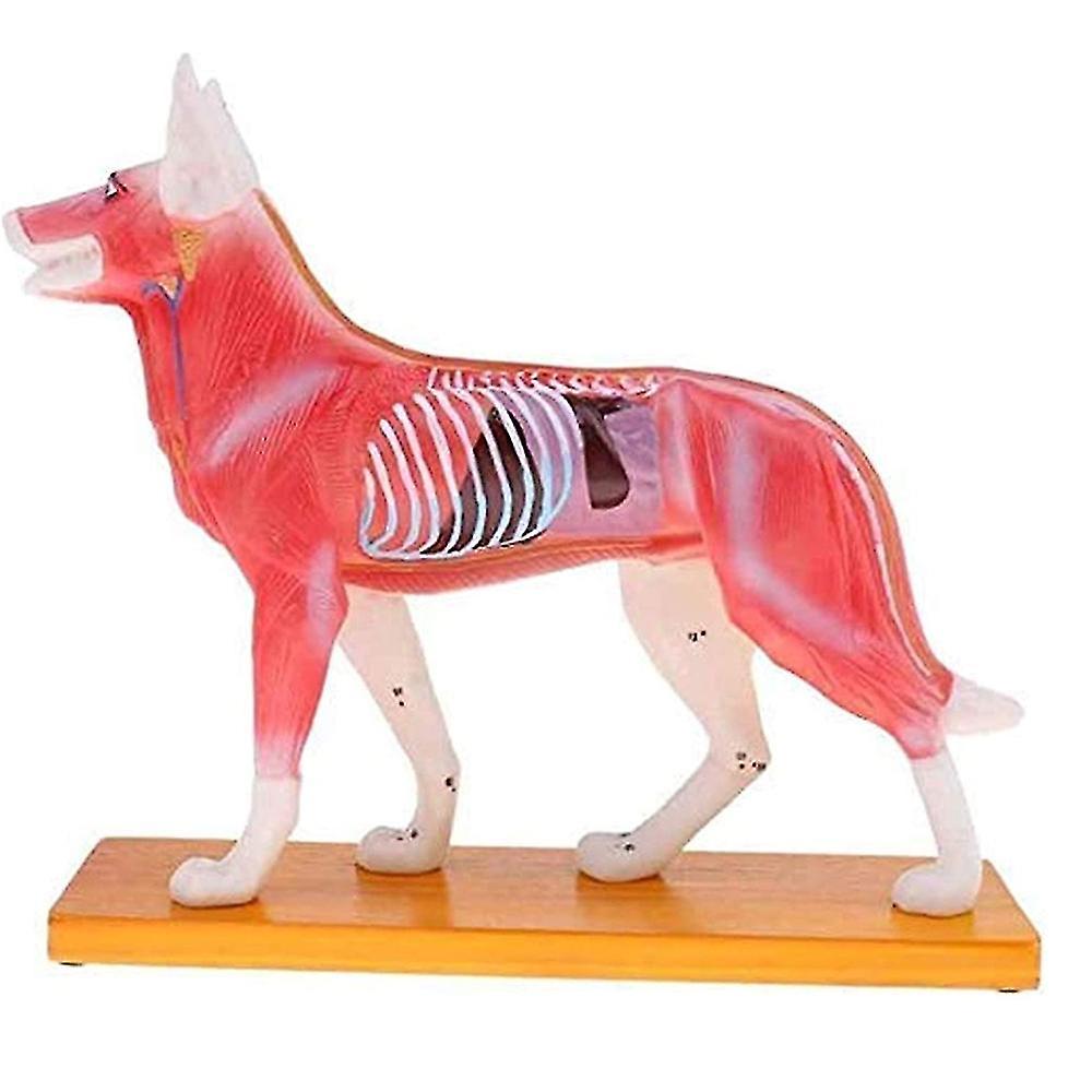 Anatomical Dog Model Acupuncture Anatomy Acupuncture Point Model Of The ...