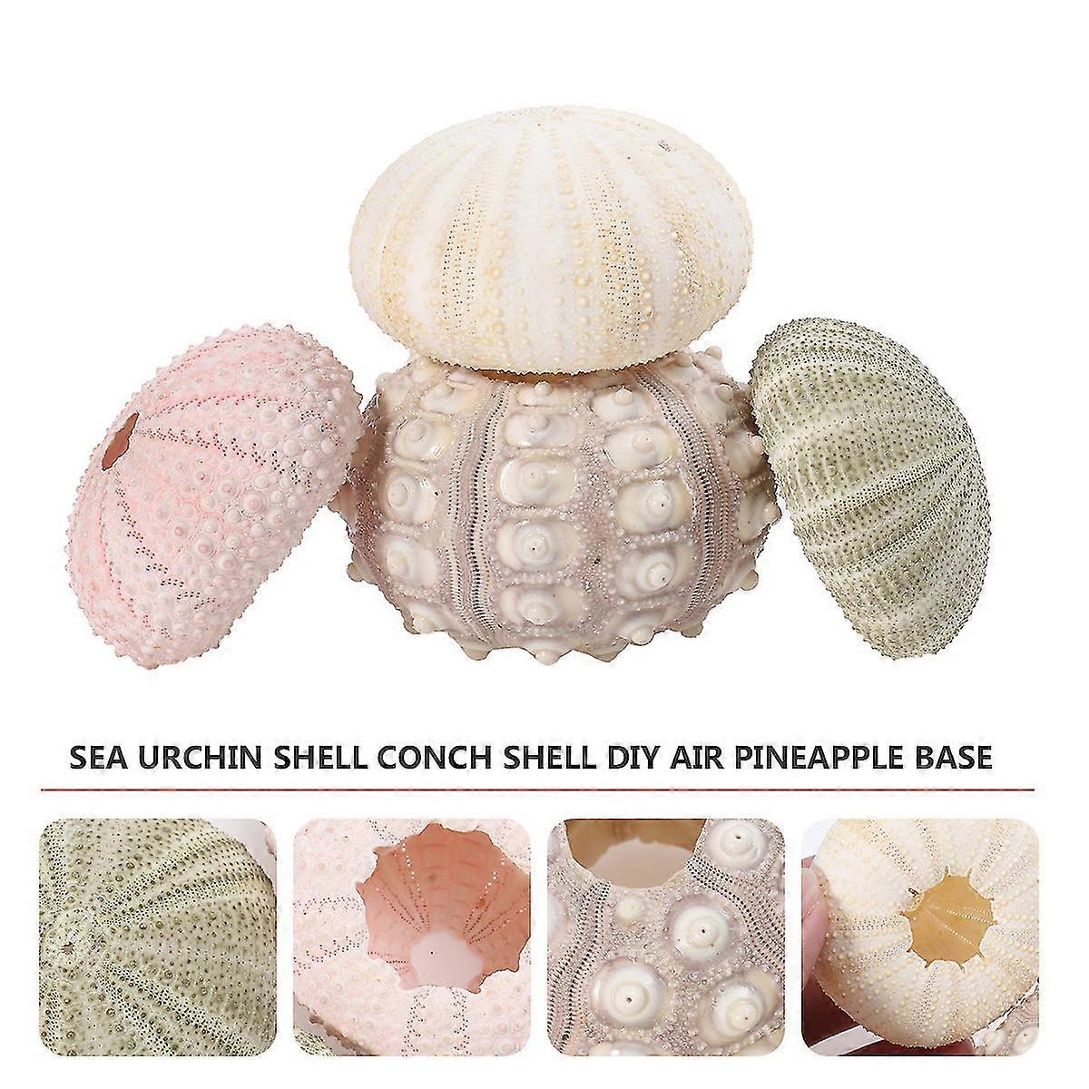 4 Pcs House Plants Indoors Live Air Plants Sea Urchin Sea Shells Sea ...